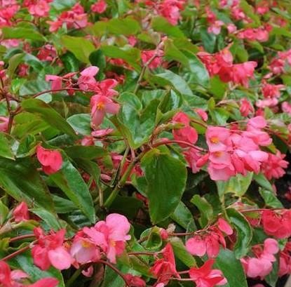 Begonia Dragon Wing Pink | Bolton Hill Garden Club